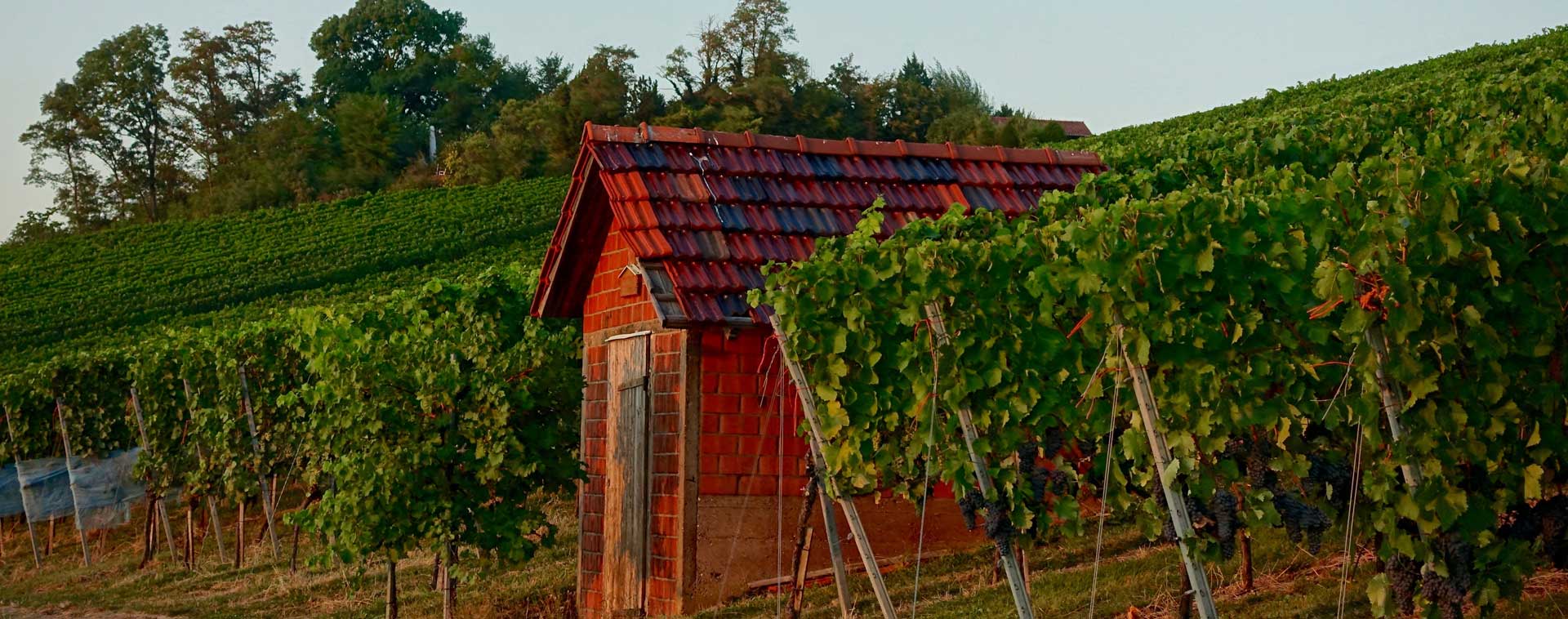 Home - Weingut Luckert